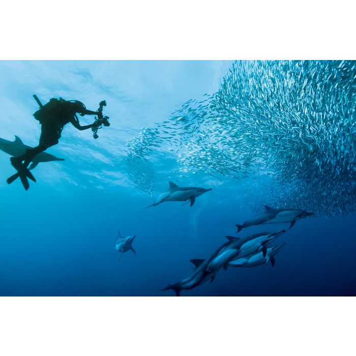 Coastal beach-KwaZulu-Natal-A diver documenting fish