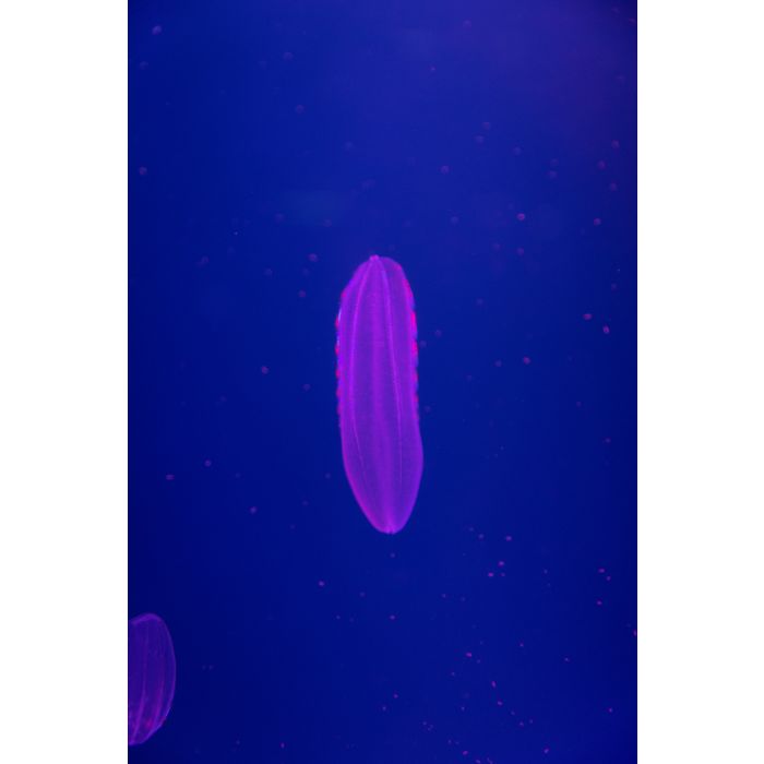 The Proposal-Two Oceans Aquarium Cape Town-Photo Of A Jellyfish