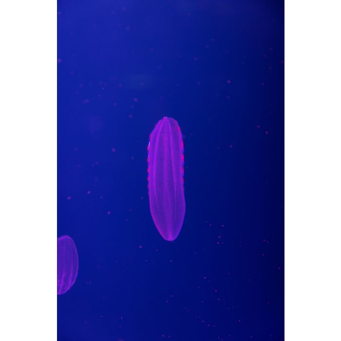 The Proposal-Two Oceans Aquarium Cape Town-Picture Of A JellyFish